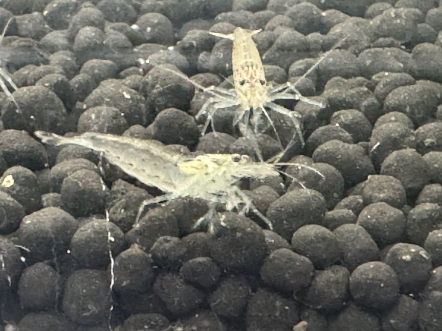 Креветка Амано