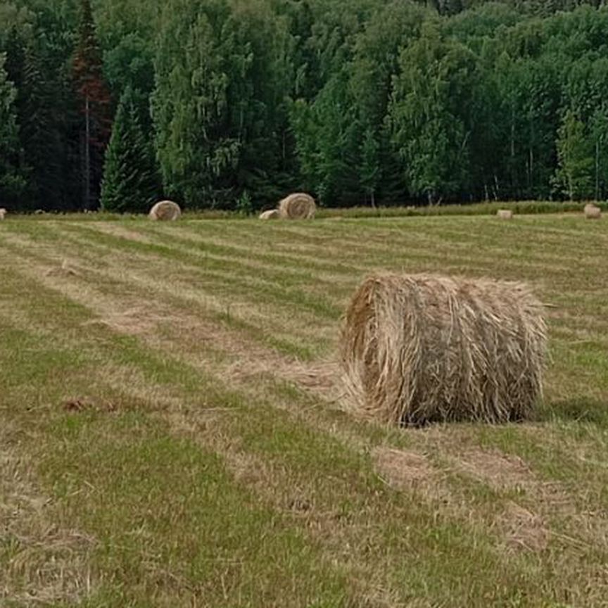 Сено в рулонах