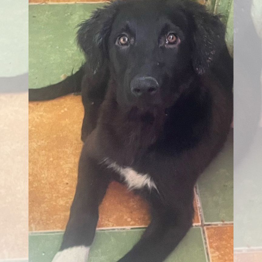 Преданные глазки и безграничное сердце