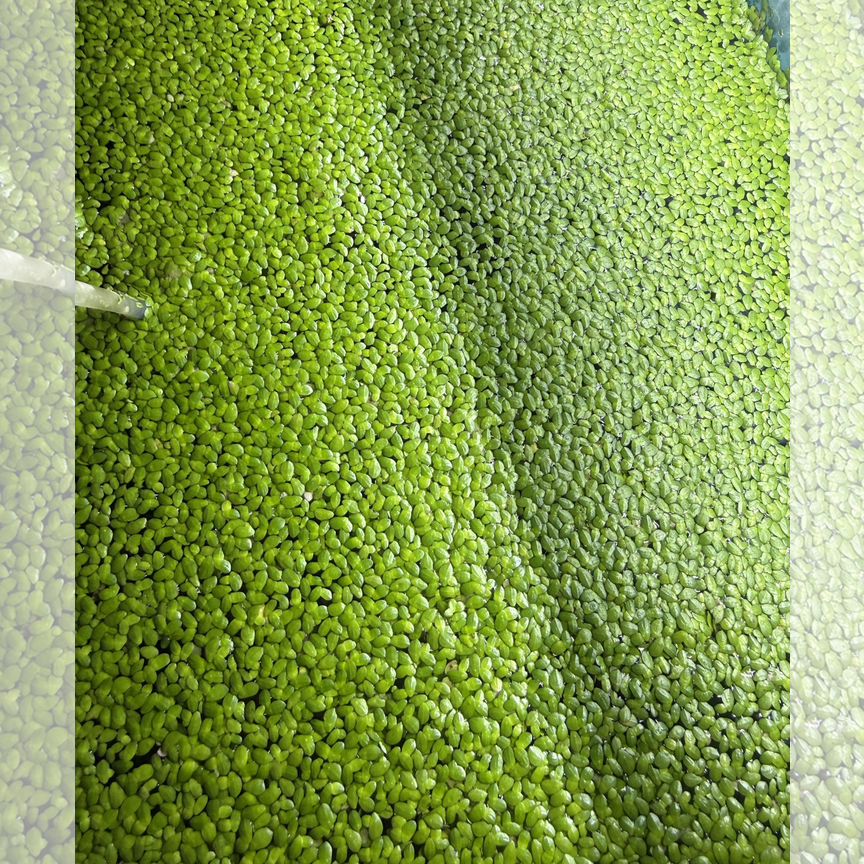 Растения для аквариума