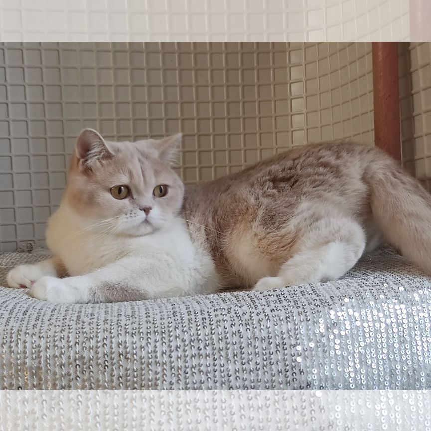 Британский короткошёрстный котёнок