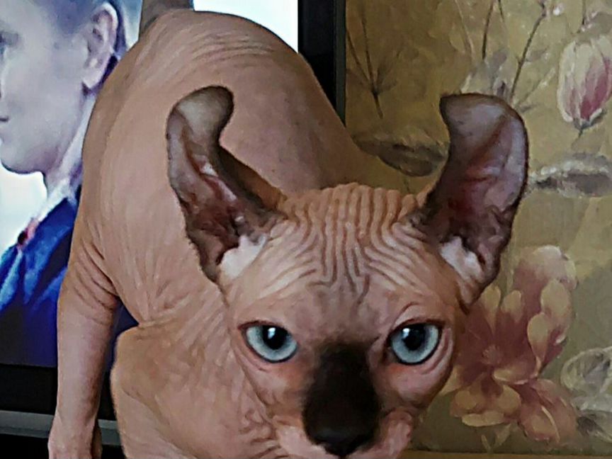 Которебенок эльф мальчишка