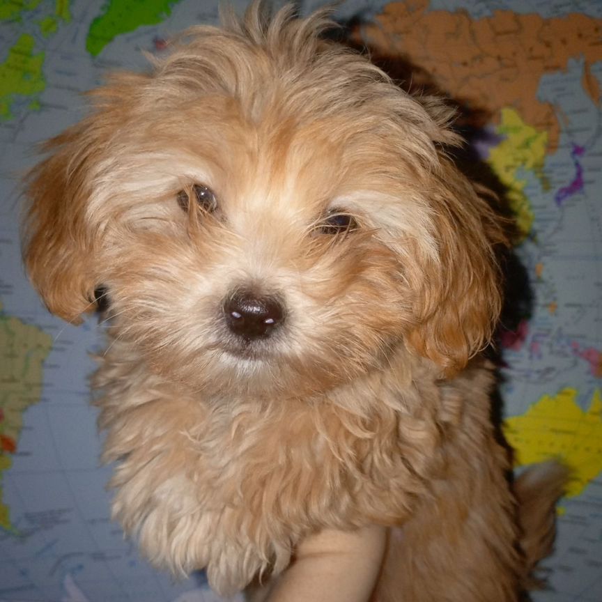 Мальтипу, щенок