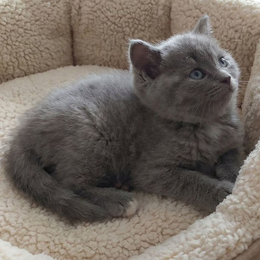 Шотландский прямоухий длинношёрстный котёнок