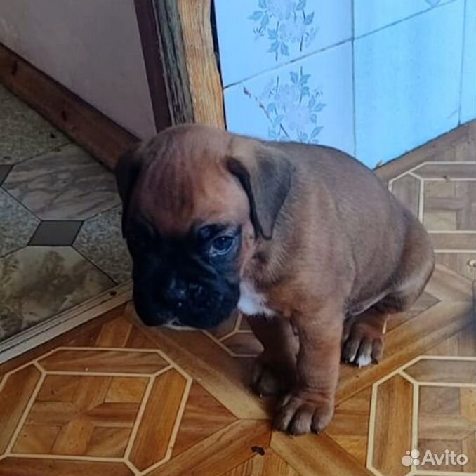 Боксерчики