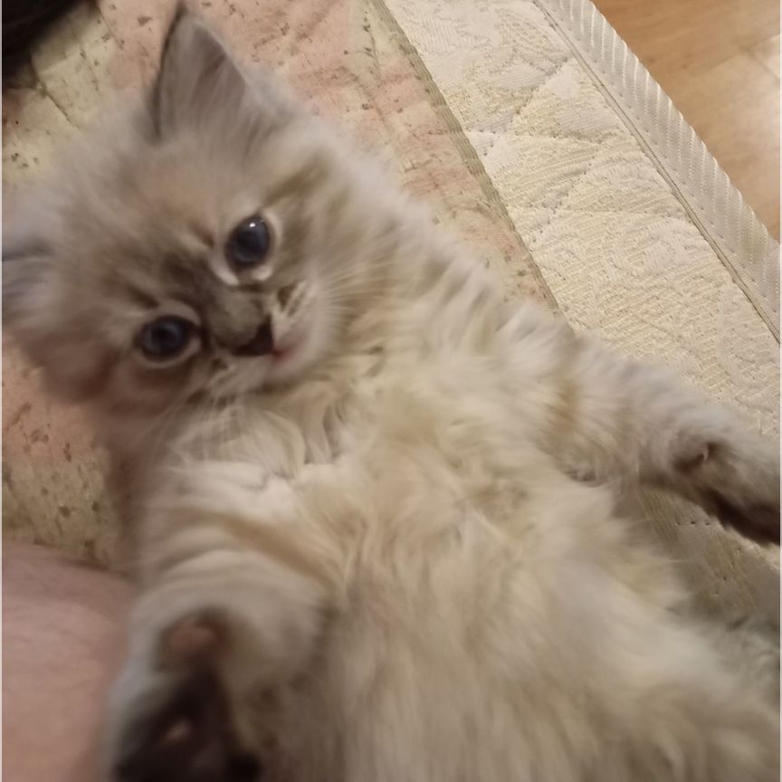 Невский маскарадный котёнок