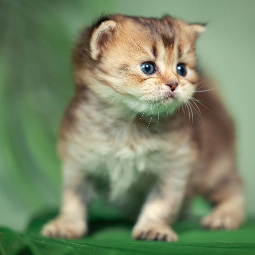 Шотландские котята