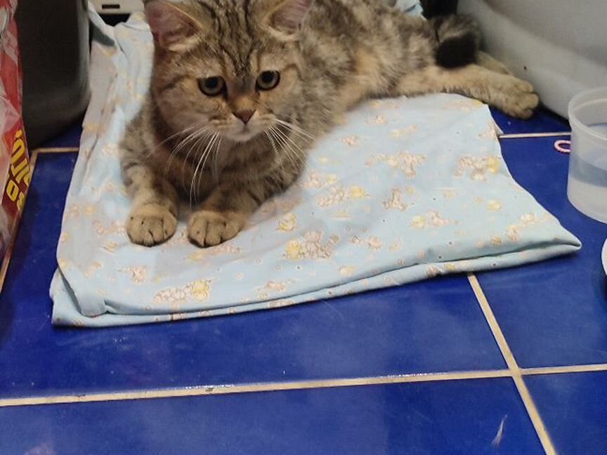 Кот в добрые руки