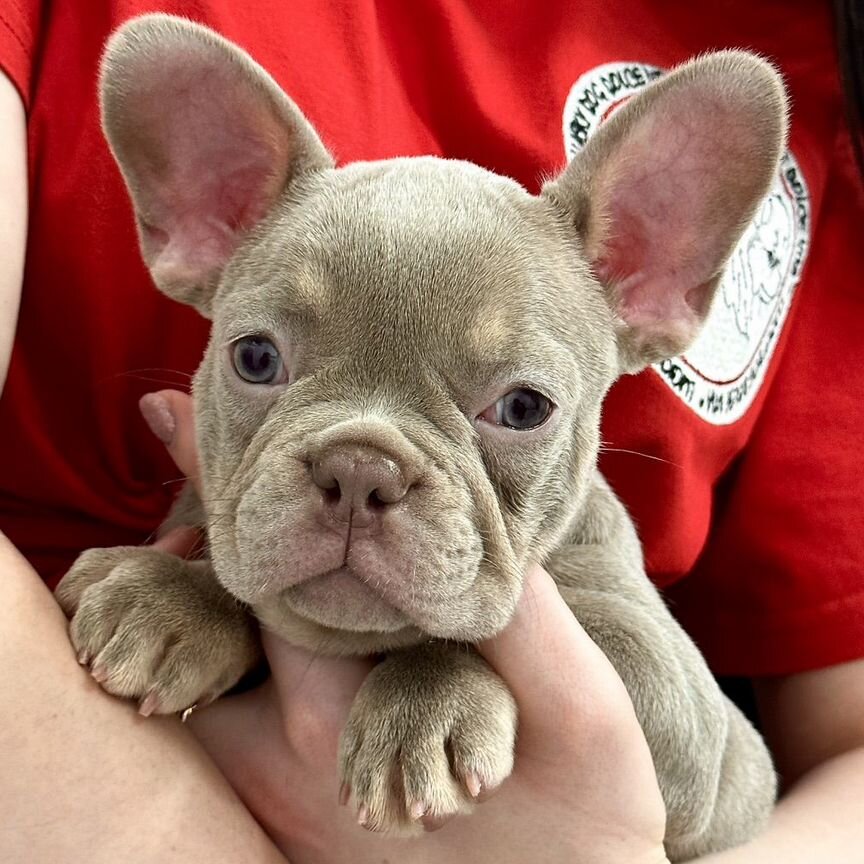 Французский бульдог эксклюзивные щенки
