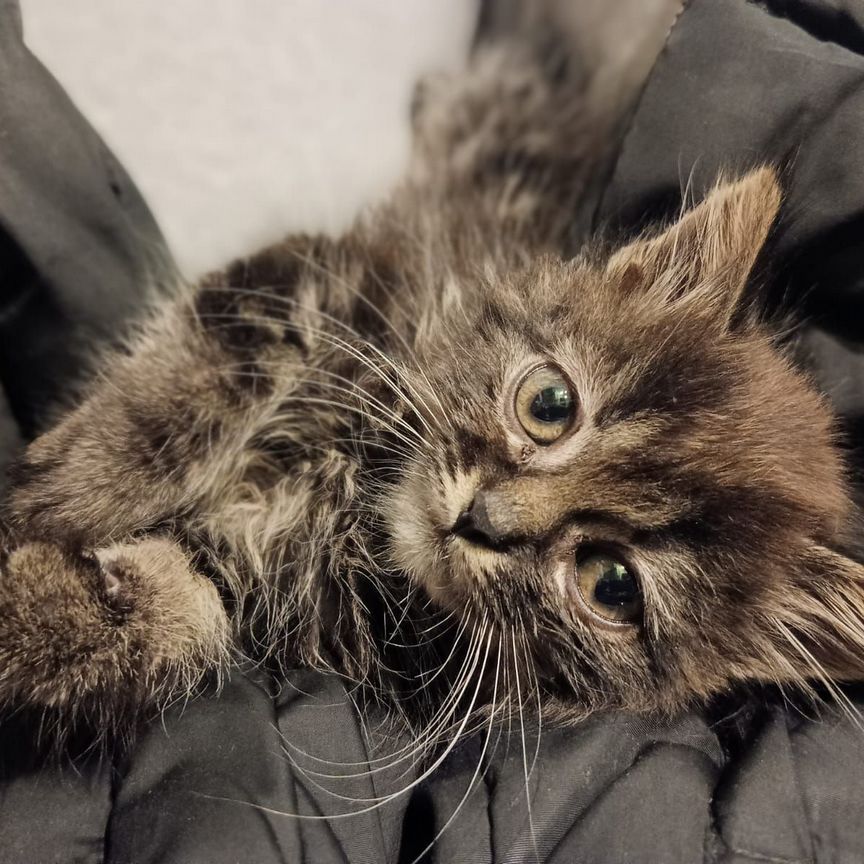 Отдам бесплатно в добрые руки