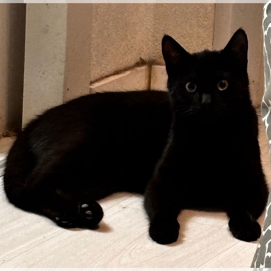 Взрослый кот в добрые руки