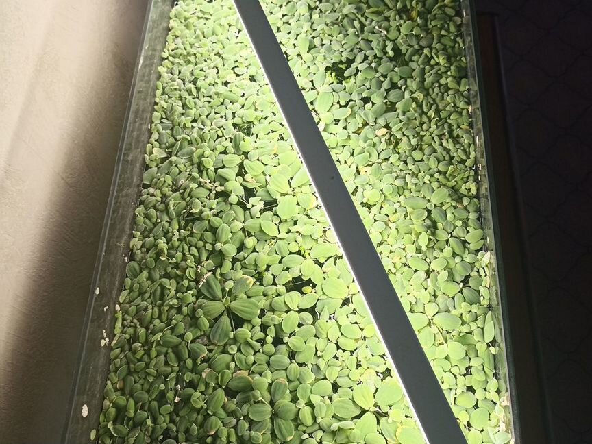 Растения для аквариума