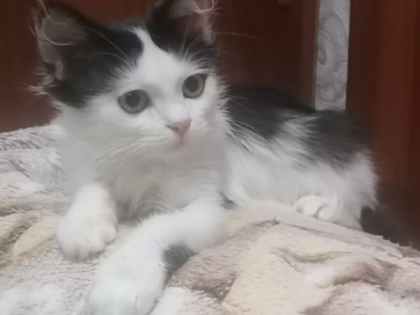 Кошка в дар