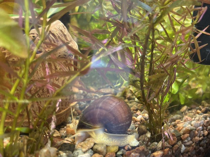 Улитки ампулярия