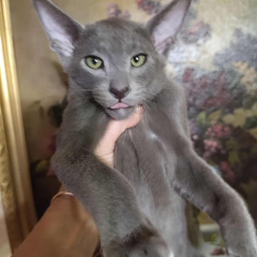 Ориентальные котята