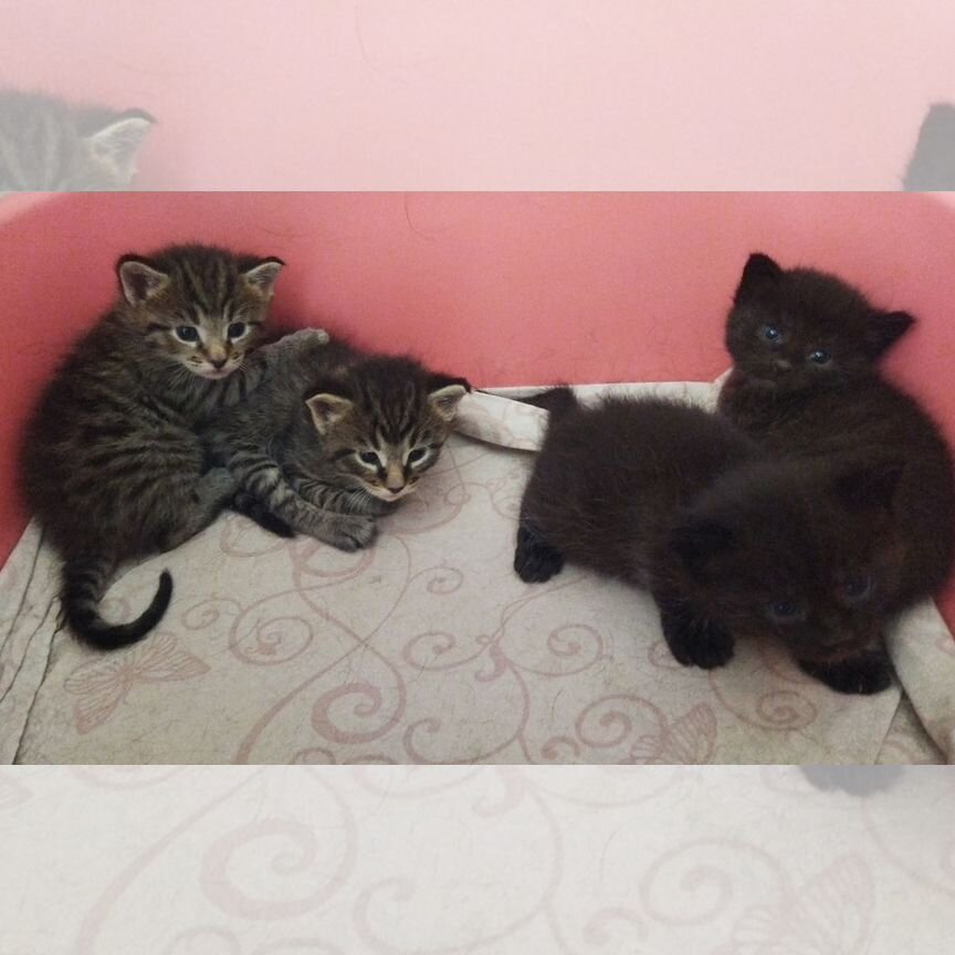 Мейн-кун котёнок