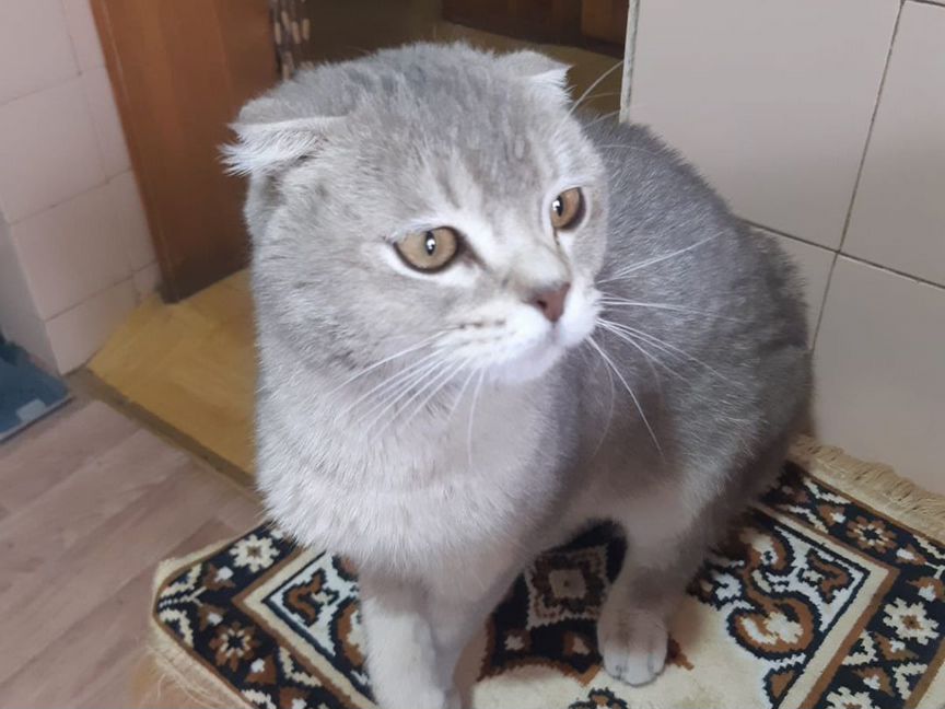 Шотландская вислоухая серебристая шиншилла девочка