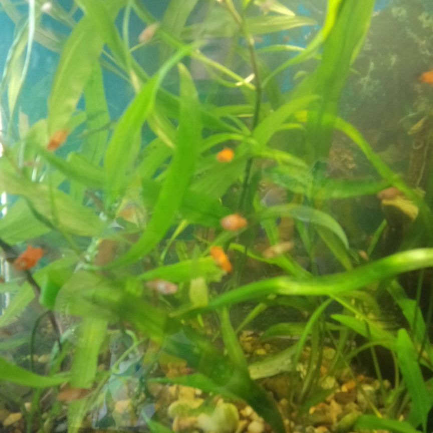 Аквариумное растение
