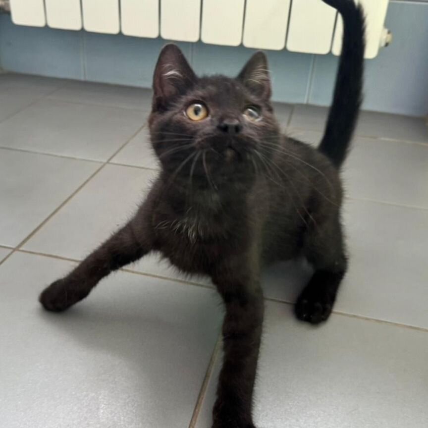 Мун - магический котик