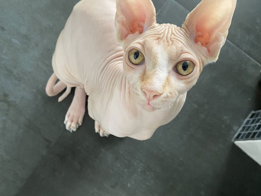 Канадский сфинкс