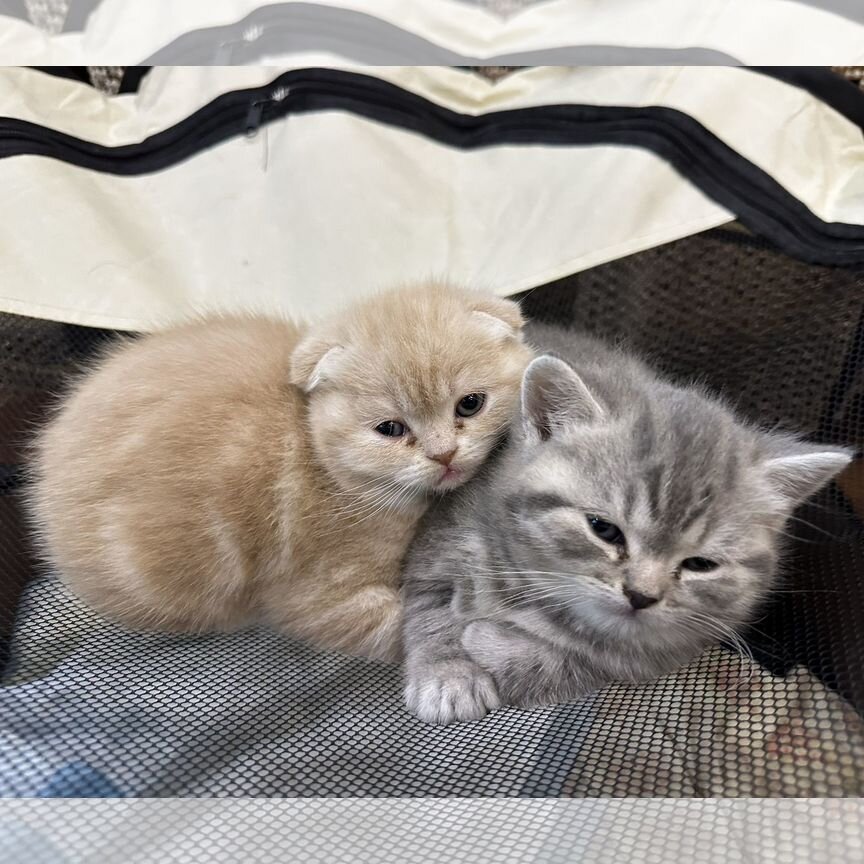 Британский длинношёрстный котёнок