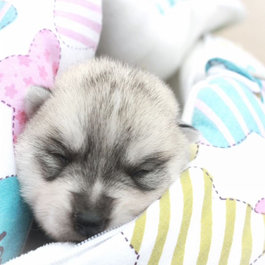 Породные Хасятки