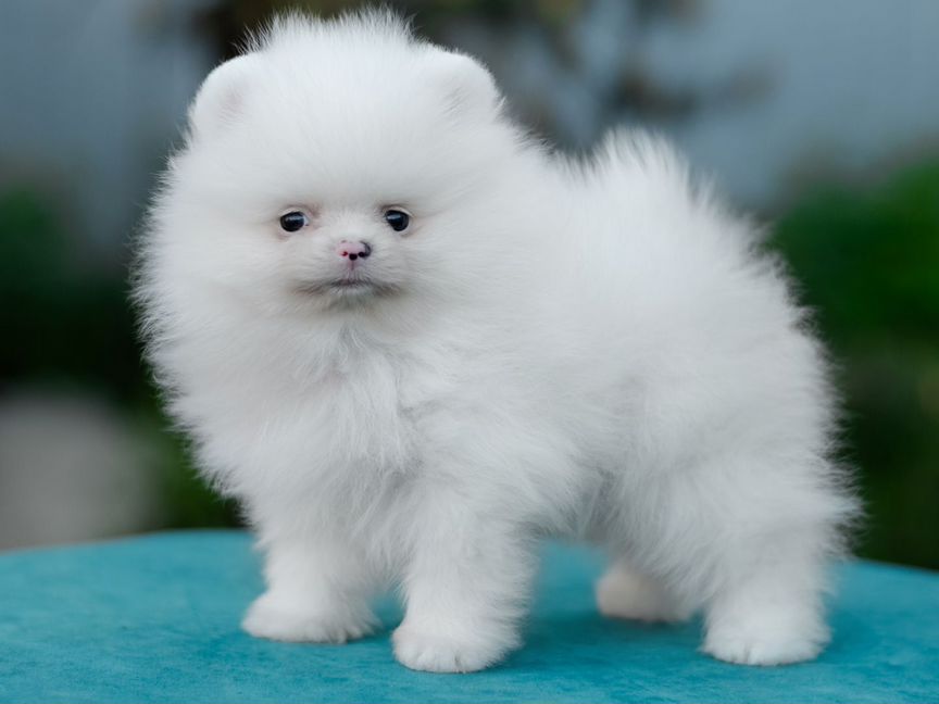 Померанец мальчишка