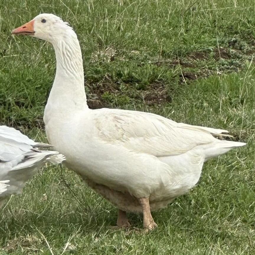 Гуси