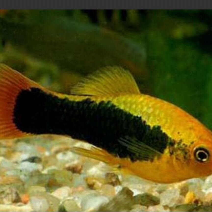 Пецилия Золотой Смокинг пара