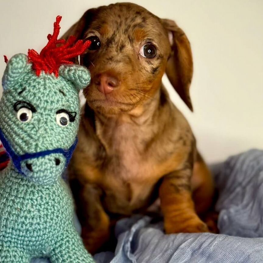 Кроличья такса, щенок