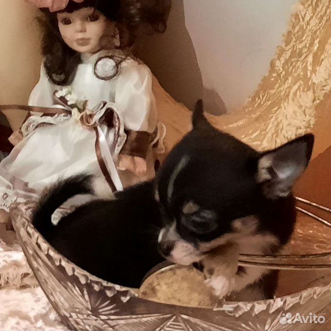 Чихуахуадевочки мини