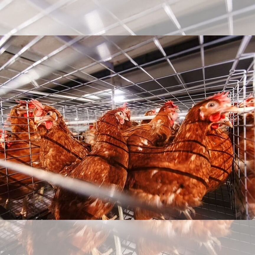 Куры несушки доминант