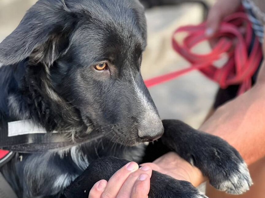 Отдам собаку в хорош е руки