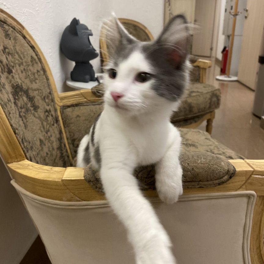 Пристраиваем котика