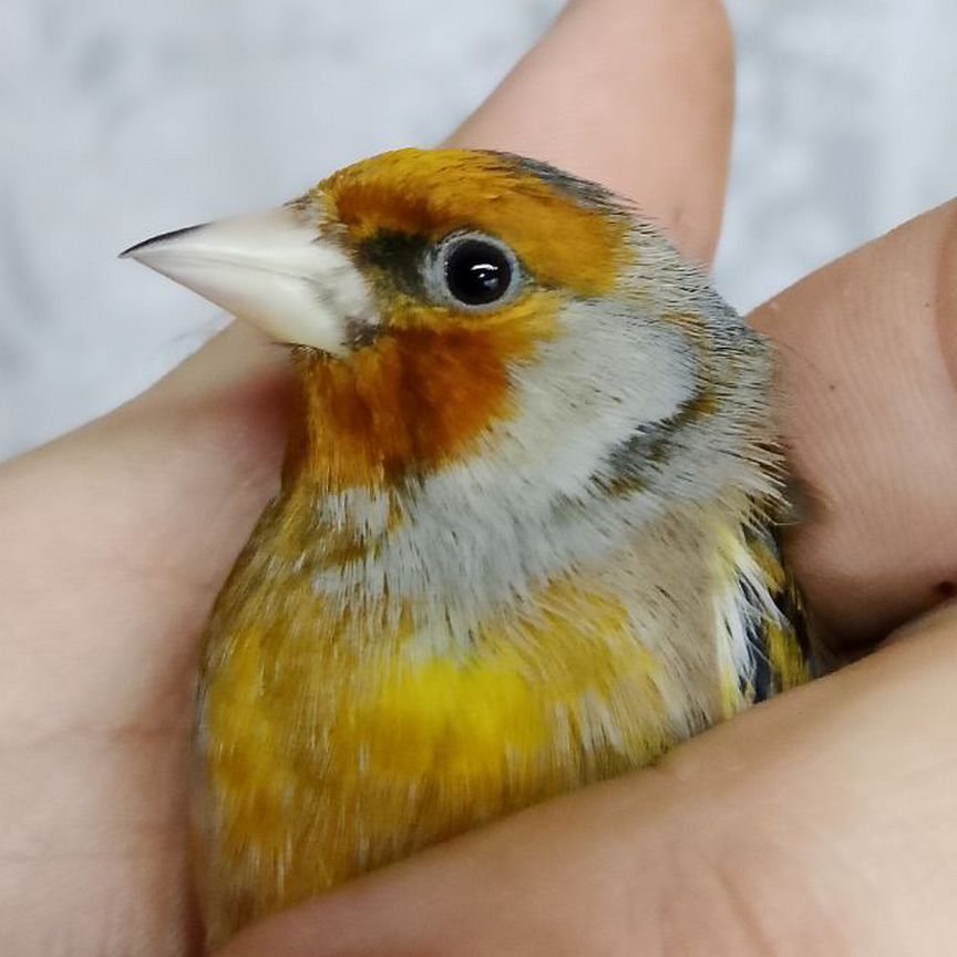 Гибрид щегла и канарейки