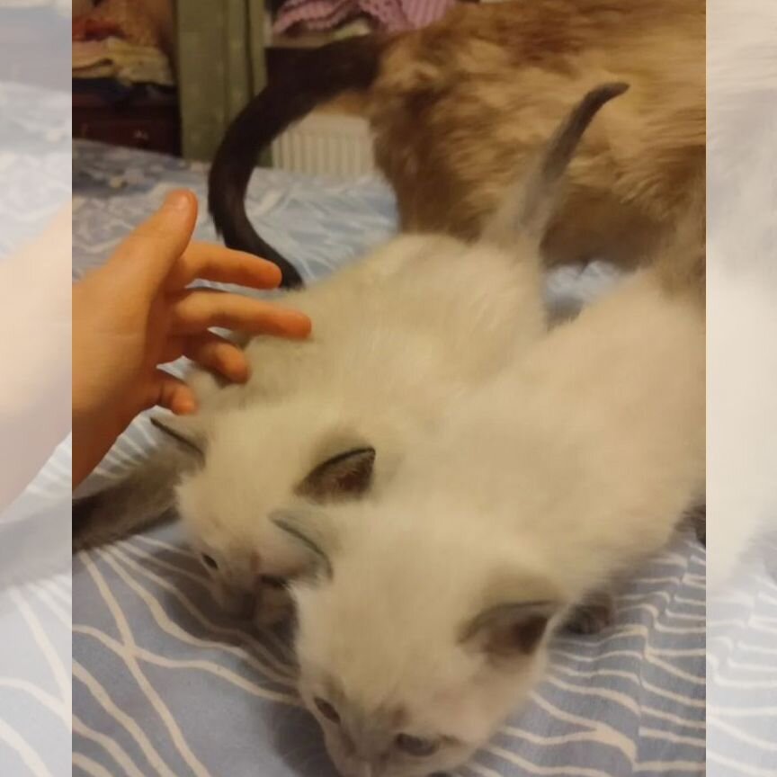 Тайский котёнок