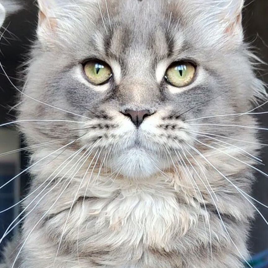 Мейн кун Барбара