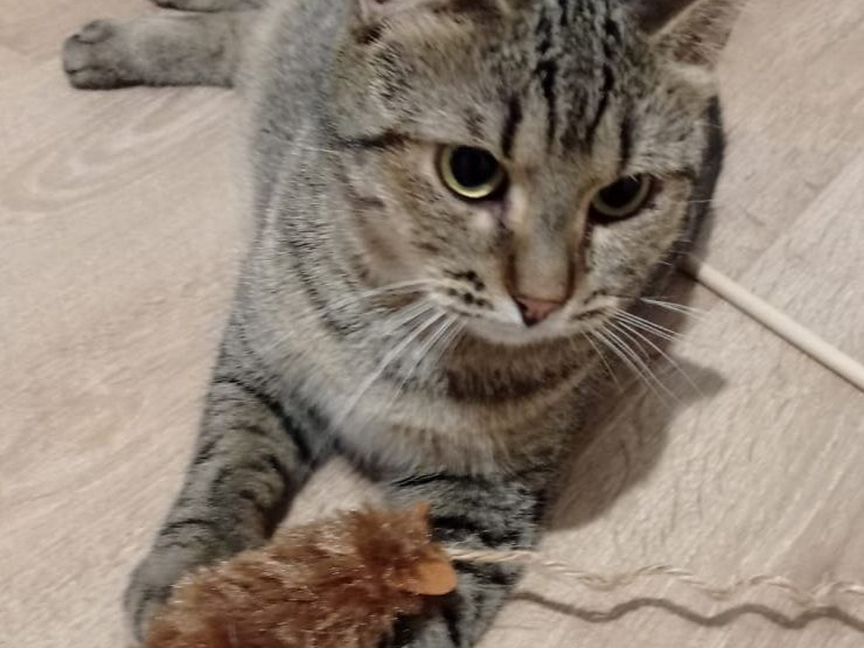 Кошечка в добрые руки