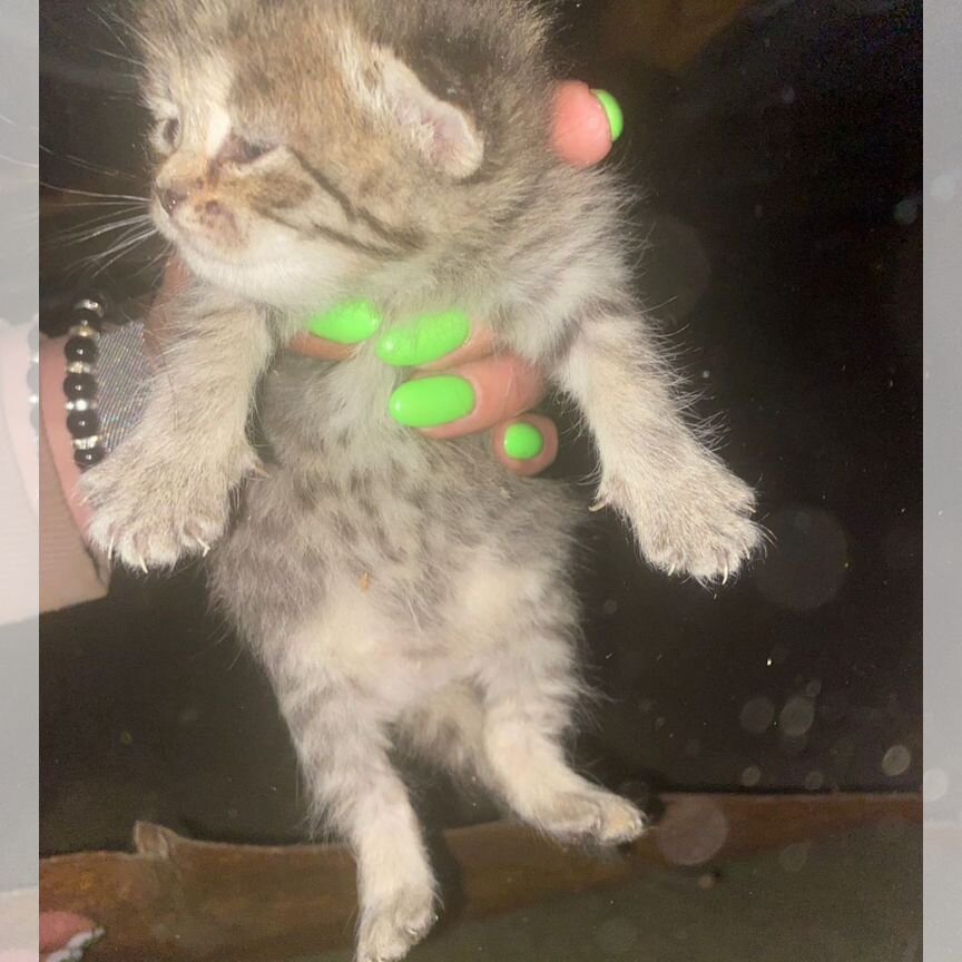 Кошки