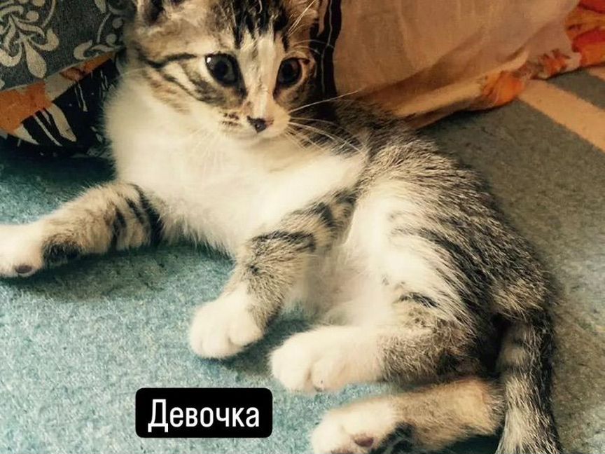 Красивые котята 2 месяца