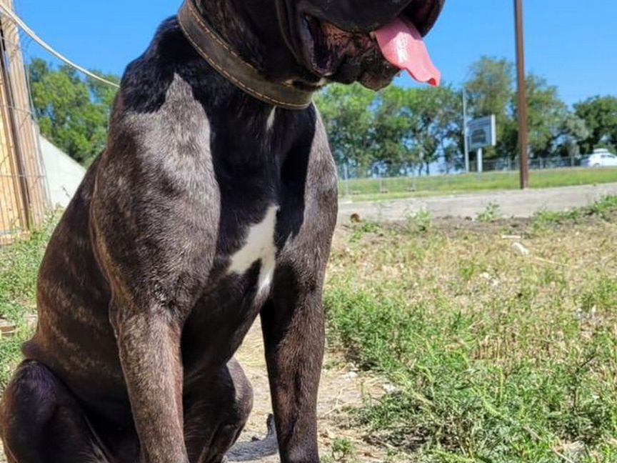 Кане Корсо вязка