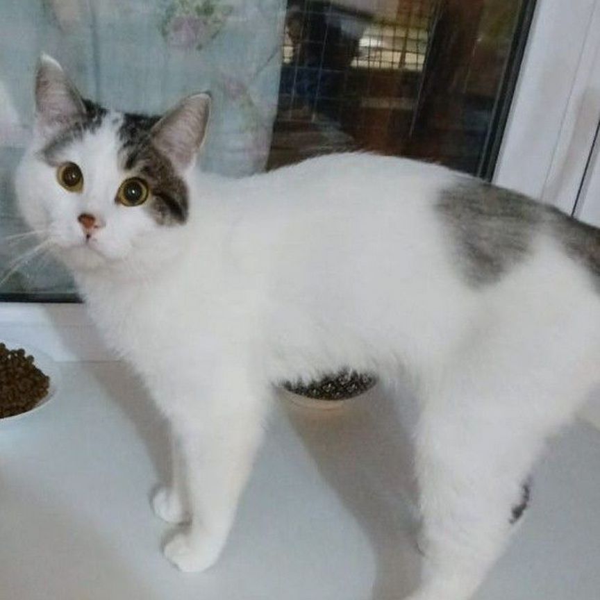 В добрые руки