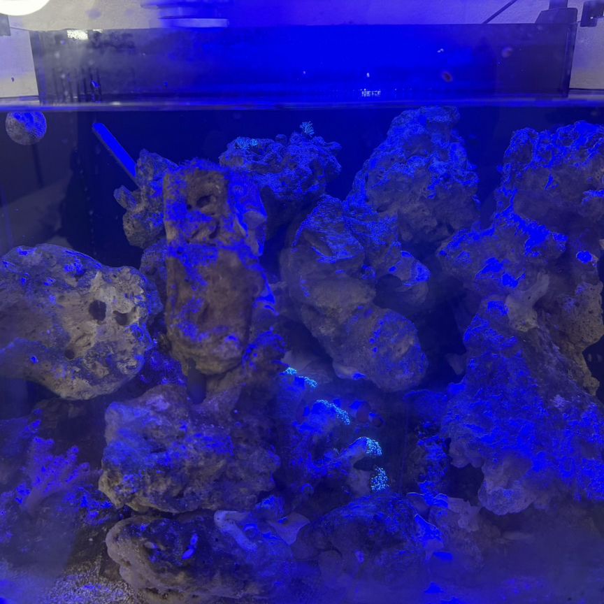 Живые камни