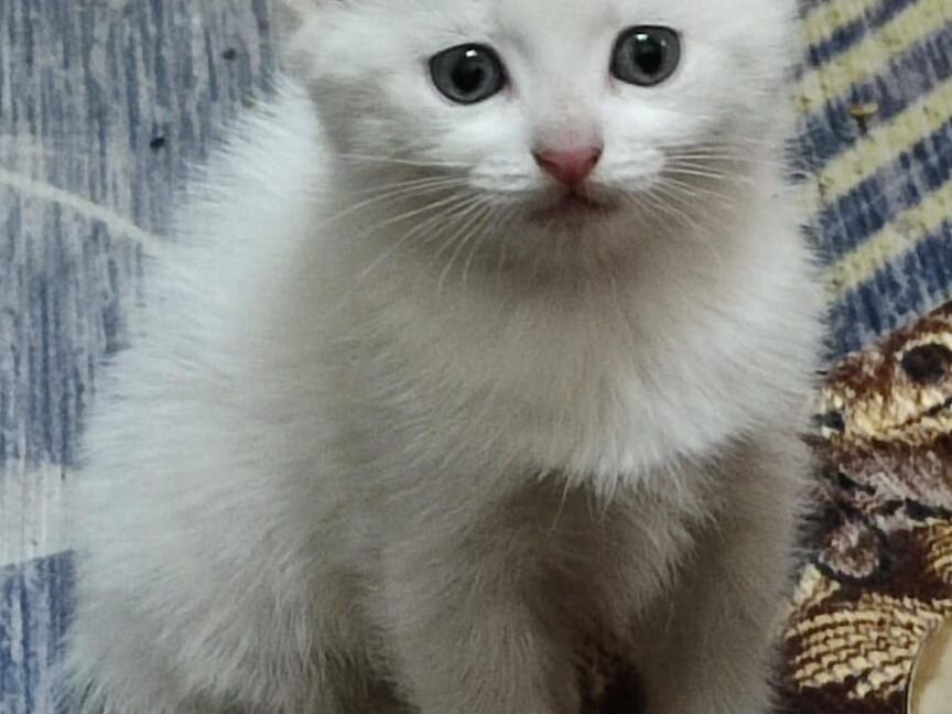 Котенок беленький