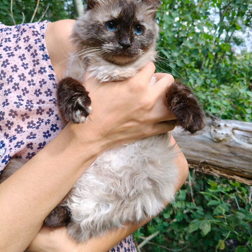 Кошки в добрые руки