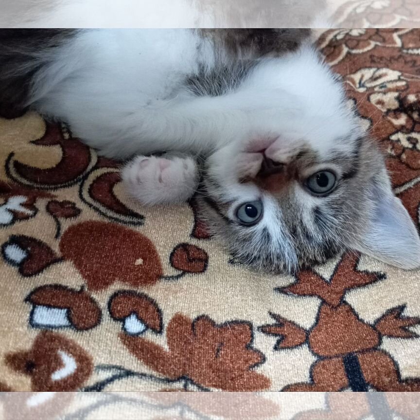 Котёнок в добрые руки