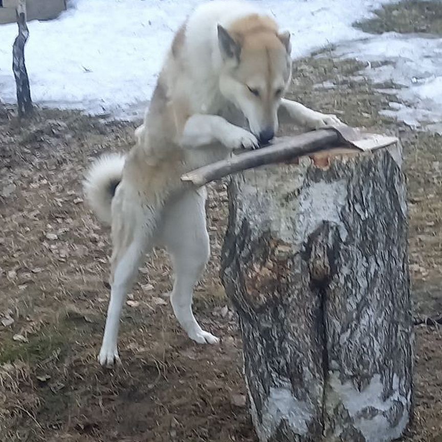 Западносибирская лайка, взрослая собака