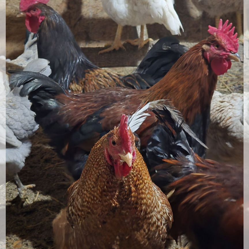 Продам петухов