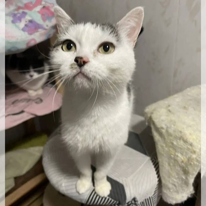 Взрослая, Девочка кошка в добрые руки