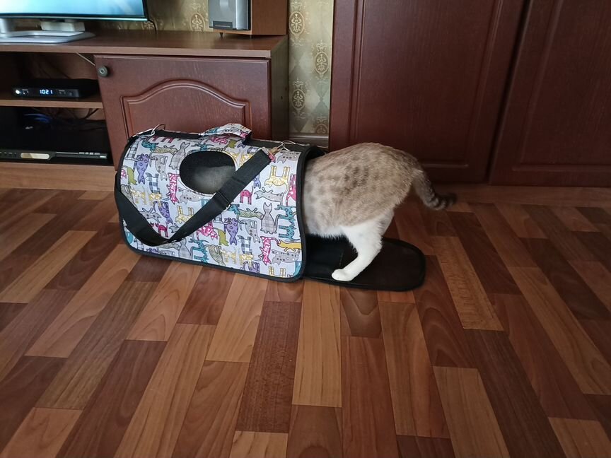 Переноска для животных аренда